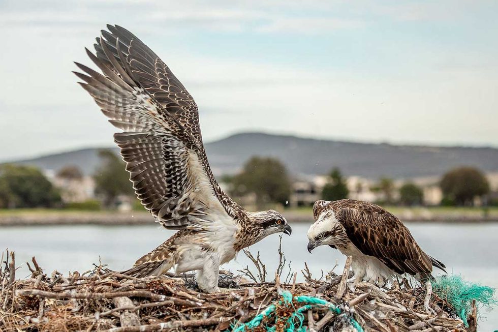 Friends of Osprey South Australian Wildlife Conservation Group