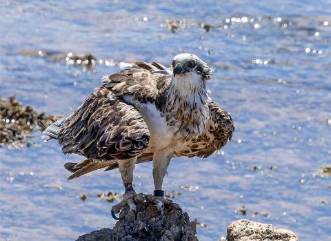 2022 nesting season update - Friends of Osprey